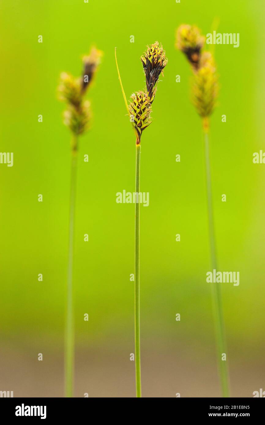 Buxbaums sedge hi-res stock photography and images - Alamy