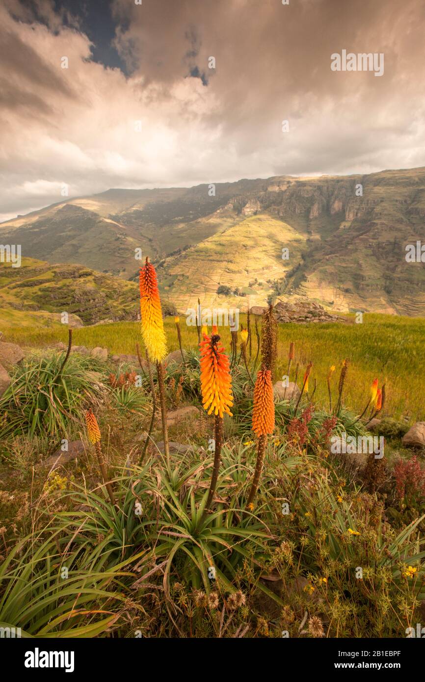 Ethiopia National Flower High Resolution Stock Photography and Images ...