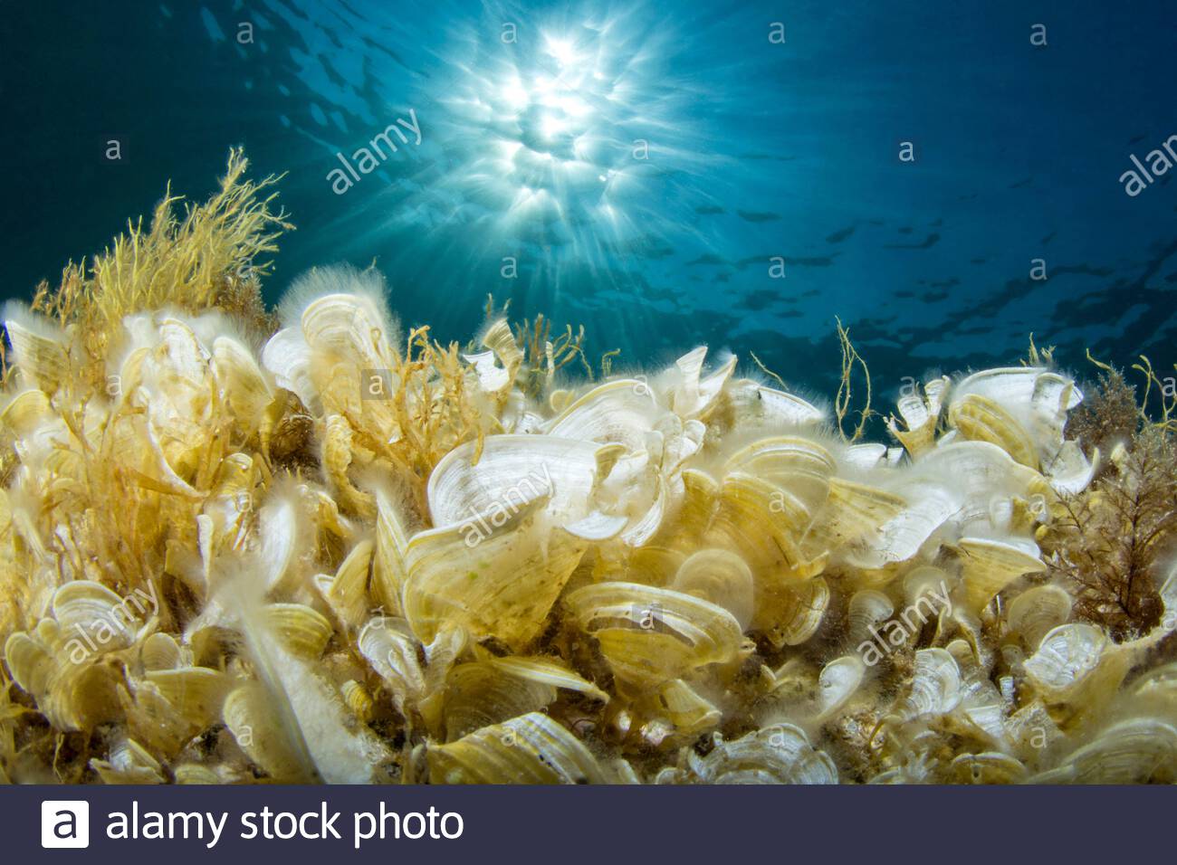 Padina High Resolution Stock Photography and Images - Alamy