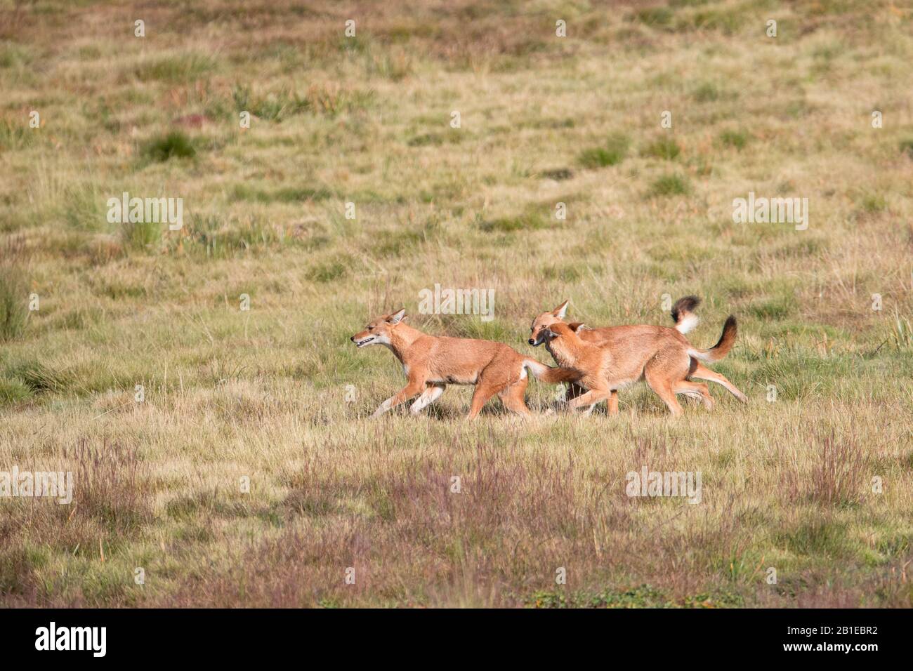 Simian jackal canis simensis hi-res stock photography and images - Alamy