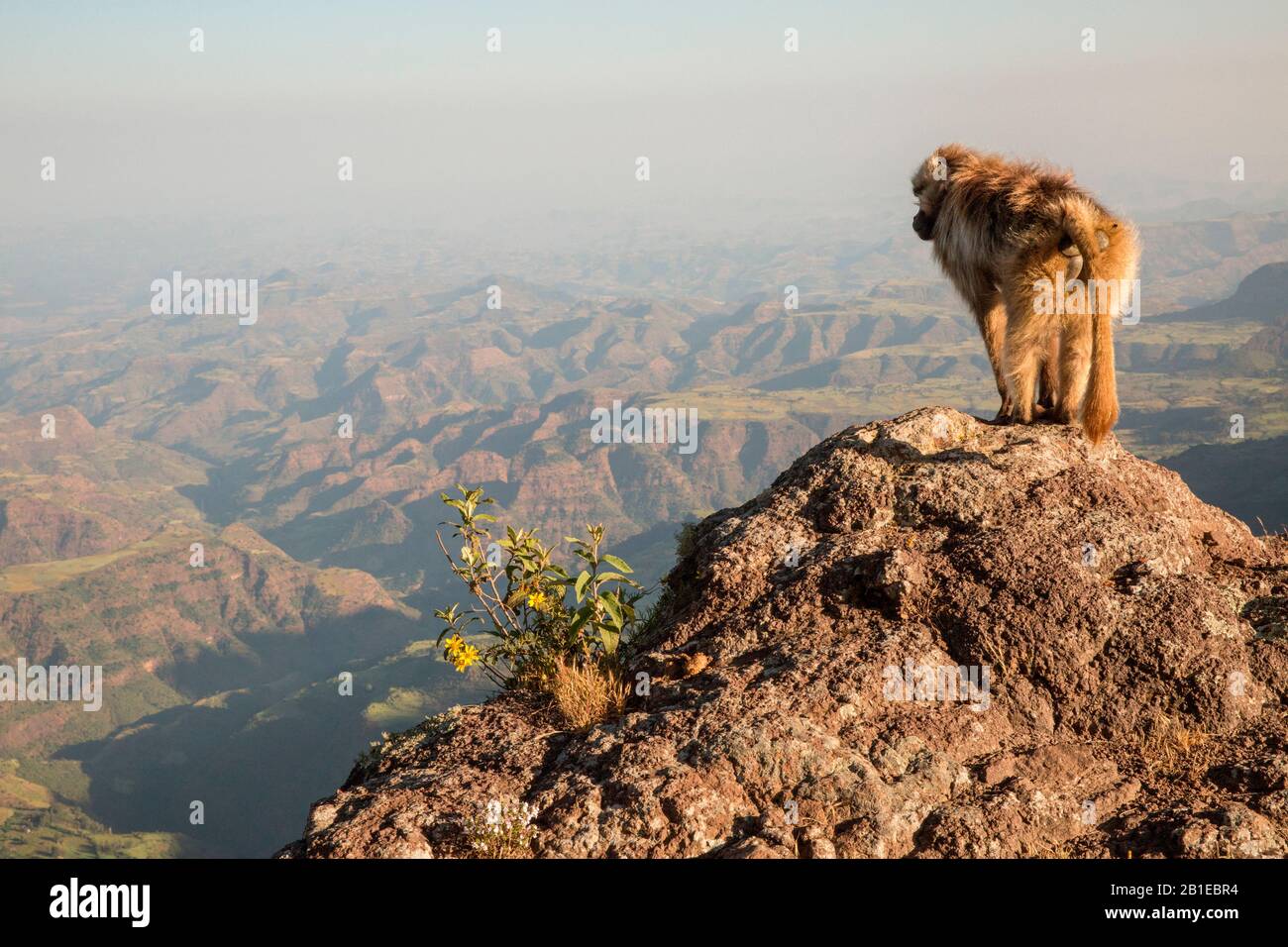 Gelada valley hi-res stock photography and images - Alamy