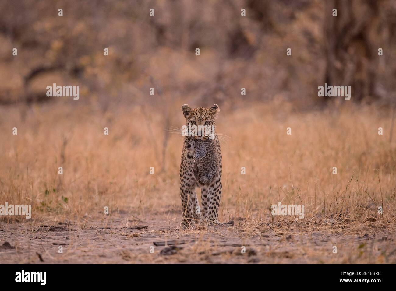 Young female leopard hi-res stock photography and images - Alamy