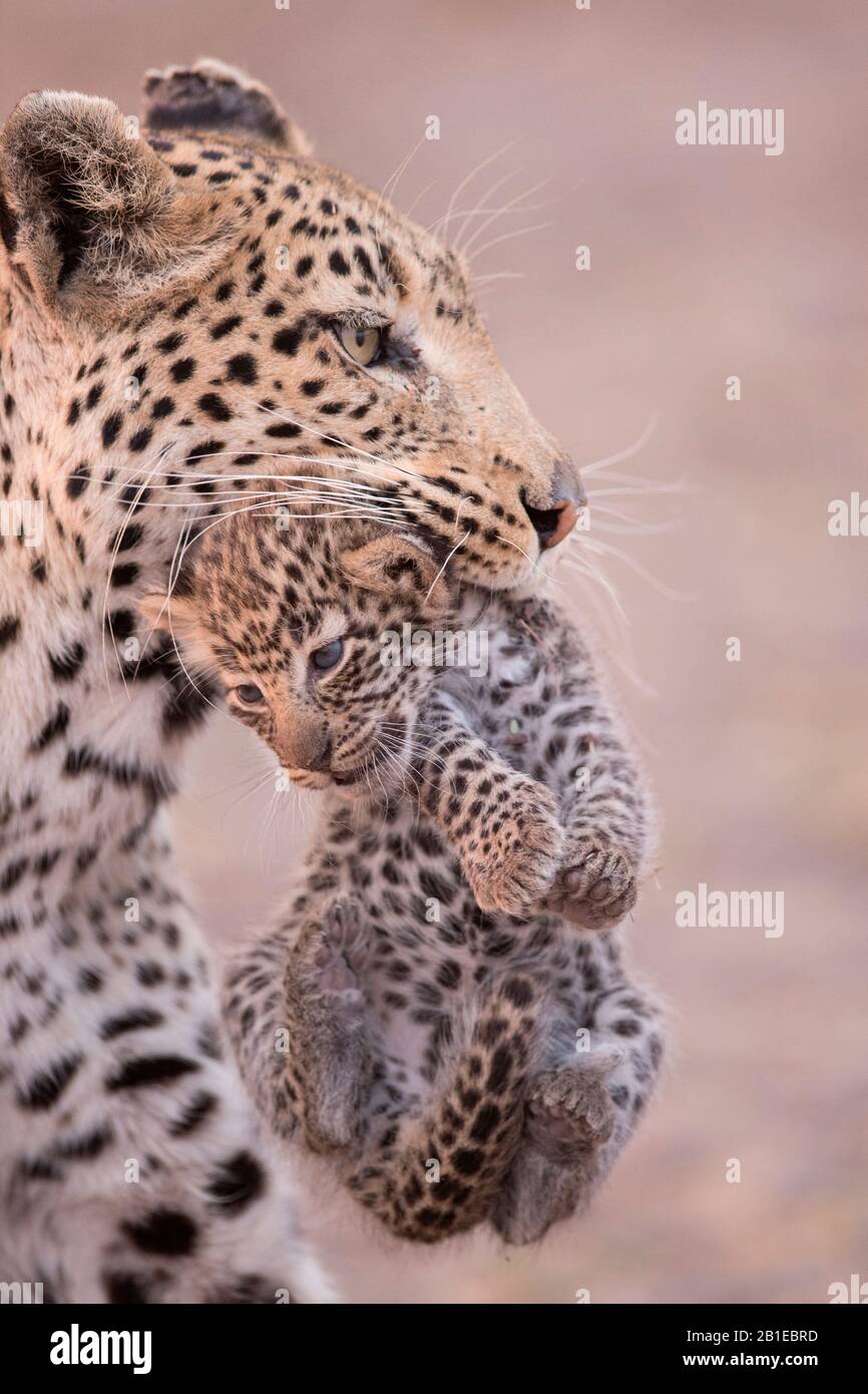 Young female leopard hi-res stock photography and images - Alamy