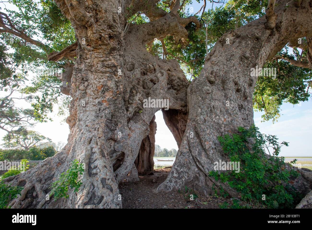 Ficus trees hi-res stock photography and images - Alamy