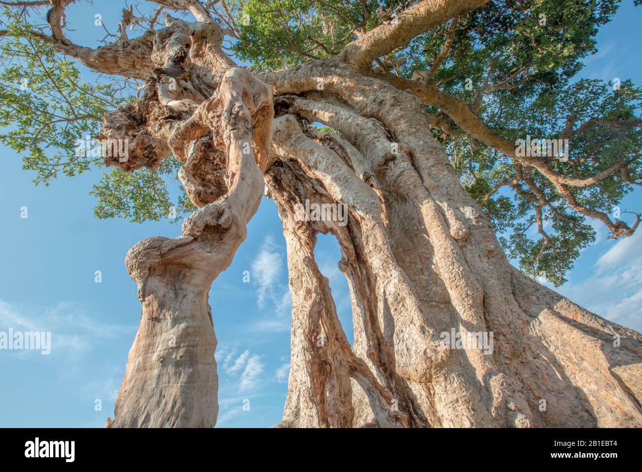 Solo sycamore tree hi-res stock photography and images - Alamy