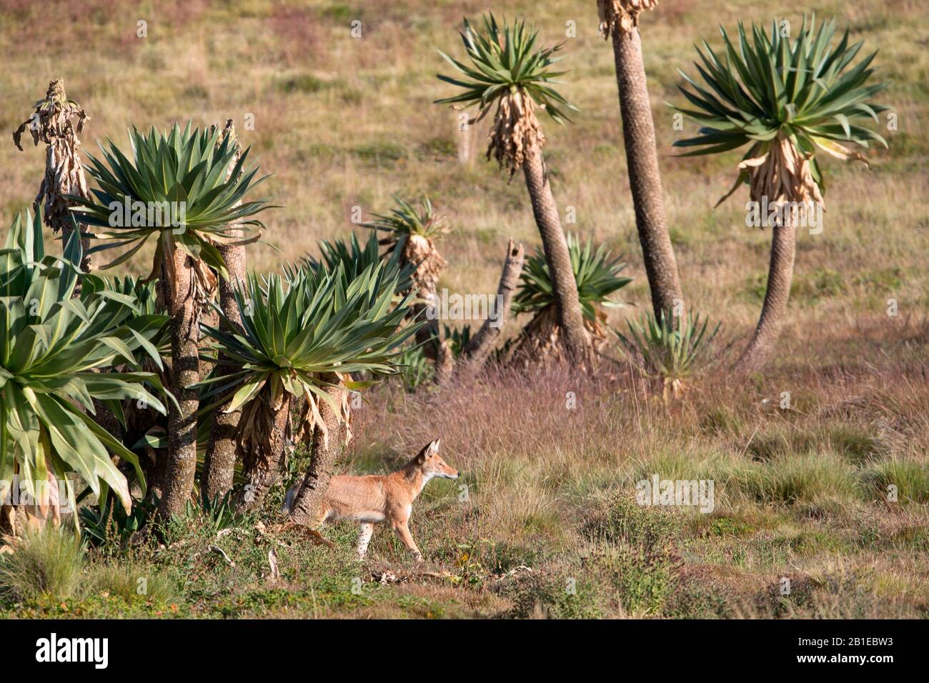 Simian jackal (Canis simensis), Simien mountains, Ethiopia Stock Photo ...