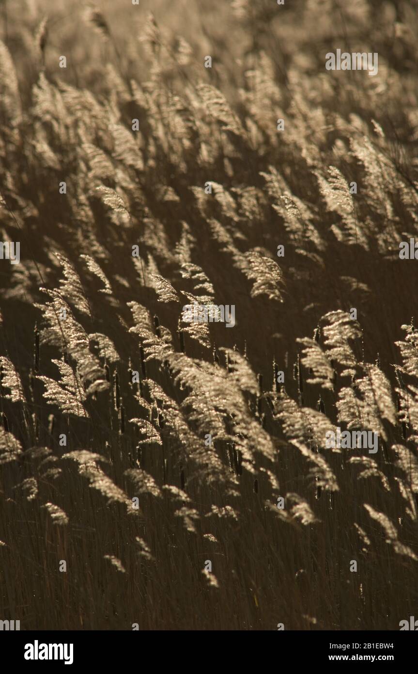 Reed in backlight hi-res stock photography and images - Alamy