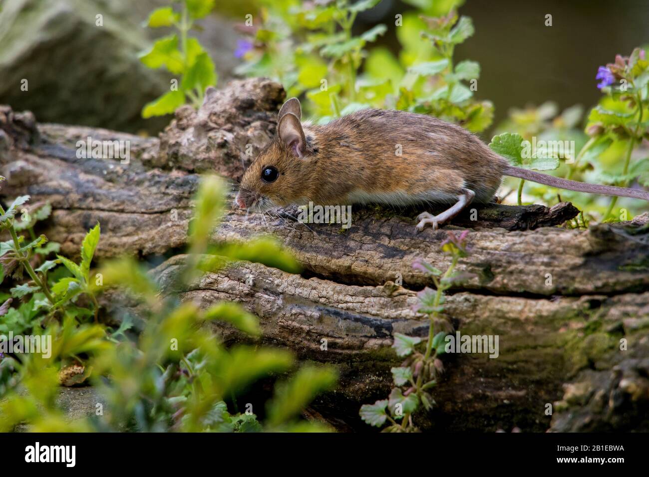 Mouse Jumping In Virginia