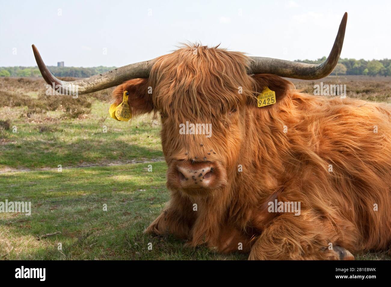 Scottish Highland Cattle, Kyloe, Highland cow, Heelan coo (Bos ...