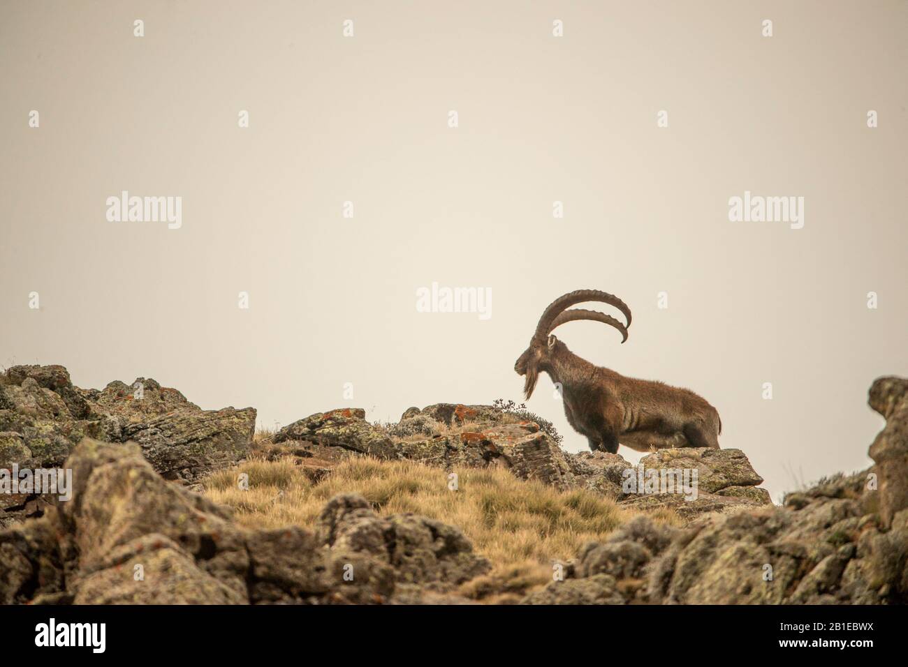 Walia Ibex (Capra walie) male on rocks, Highlands at 4000 meters ...