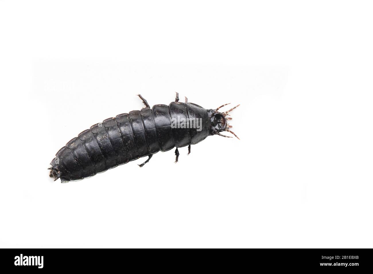 Ground beetle larva hi-res stock photography and images - Alamy