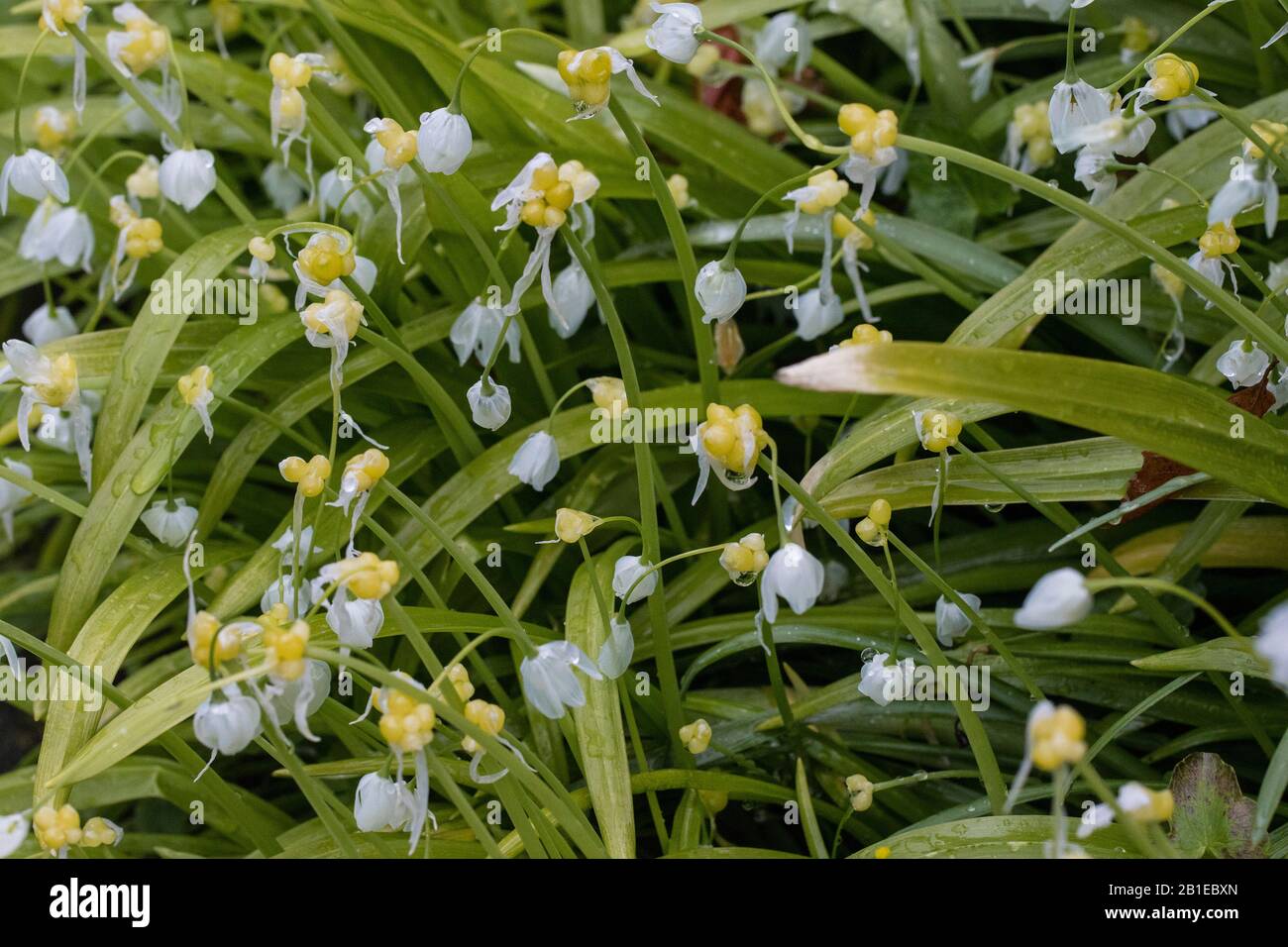 Allium Paradoxum High Resolution Stock Photography and Images - Alamy
