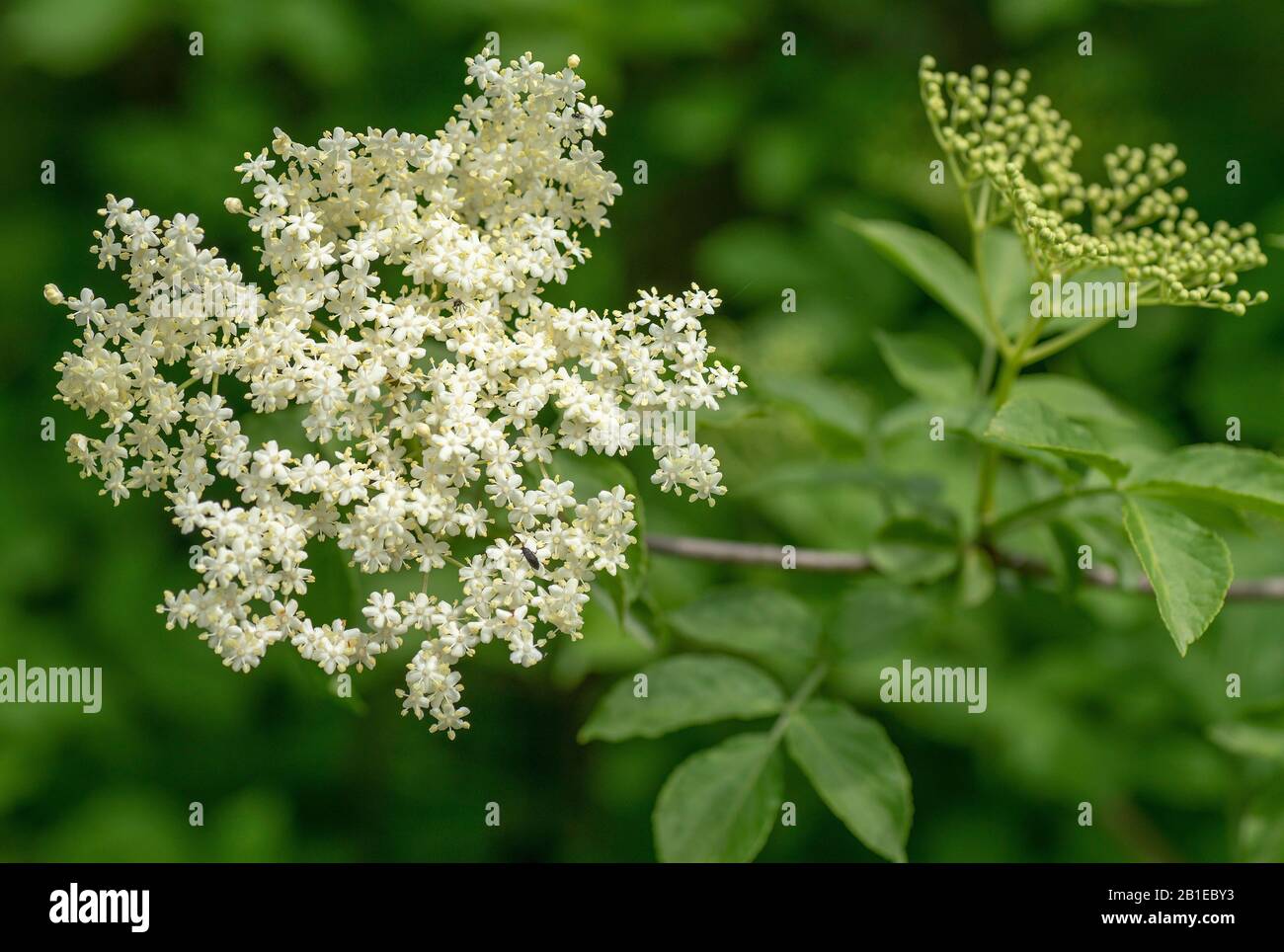 European black elder, Elderberry, Common elder (Sambucus nigra ...