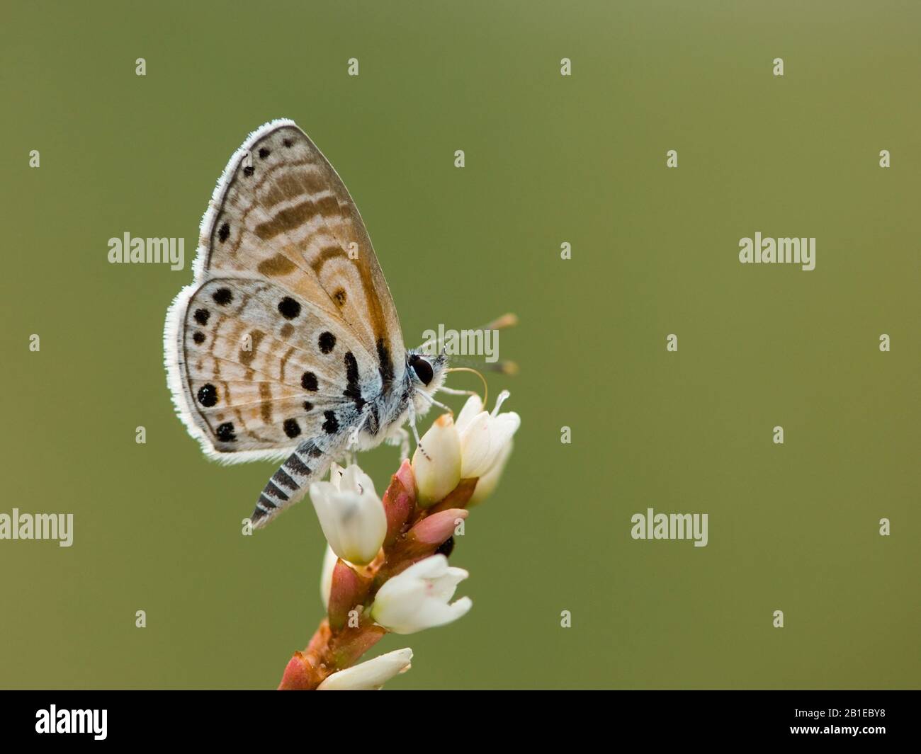 African lepidoptera hi-res stock photography and images - Alamy