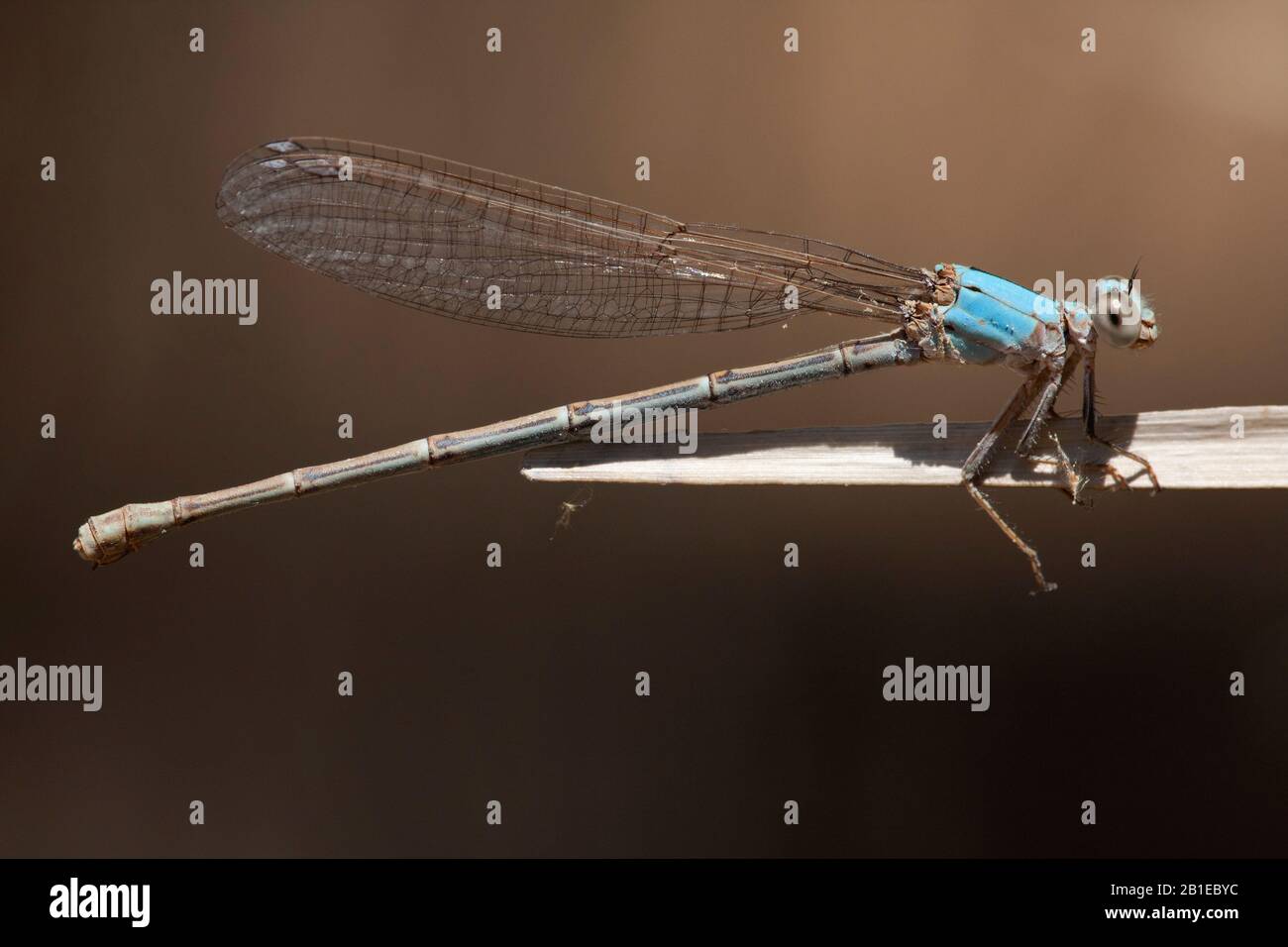 Argia moesta hi-res stock photography and images - Alamy