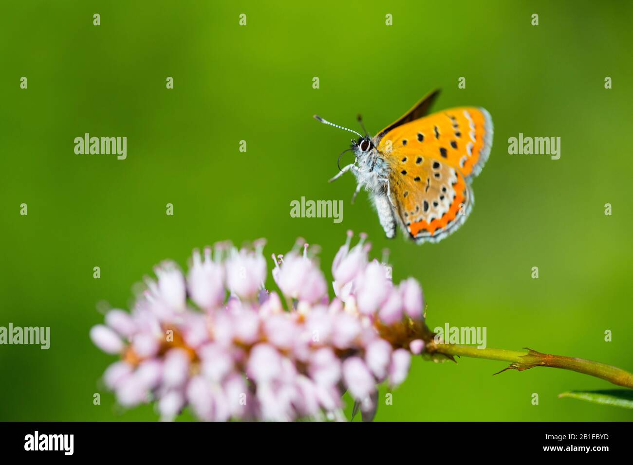 Violet Copper (Lycaena helle), at Bistorta officinalis, Germany, North ...