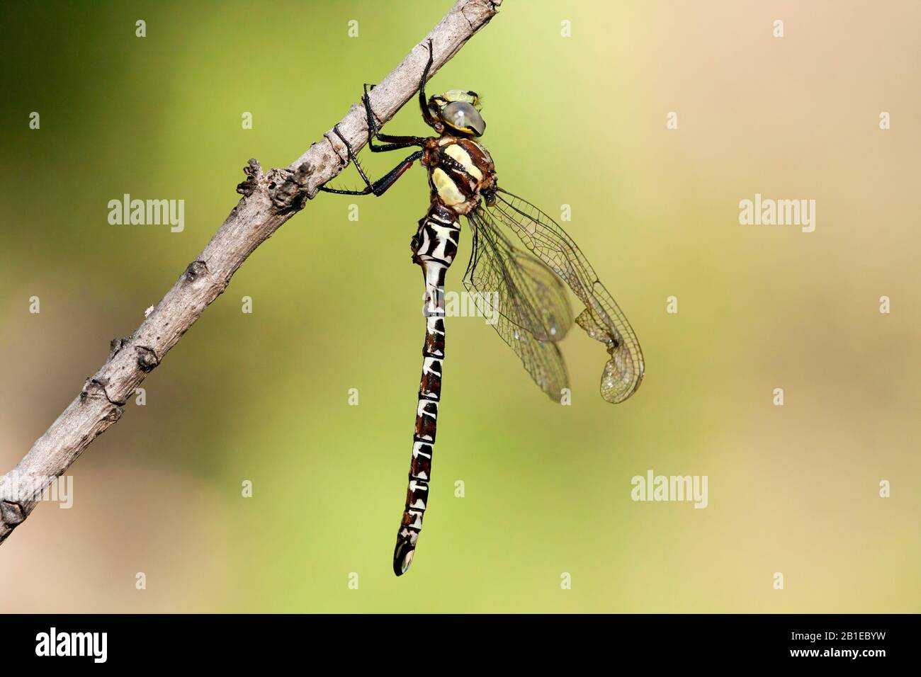 Eastern Spectre (Caliaeschna microstigma), male, Greece, Lesbos Stock ...