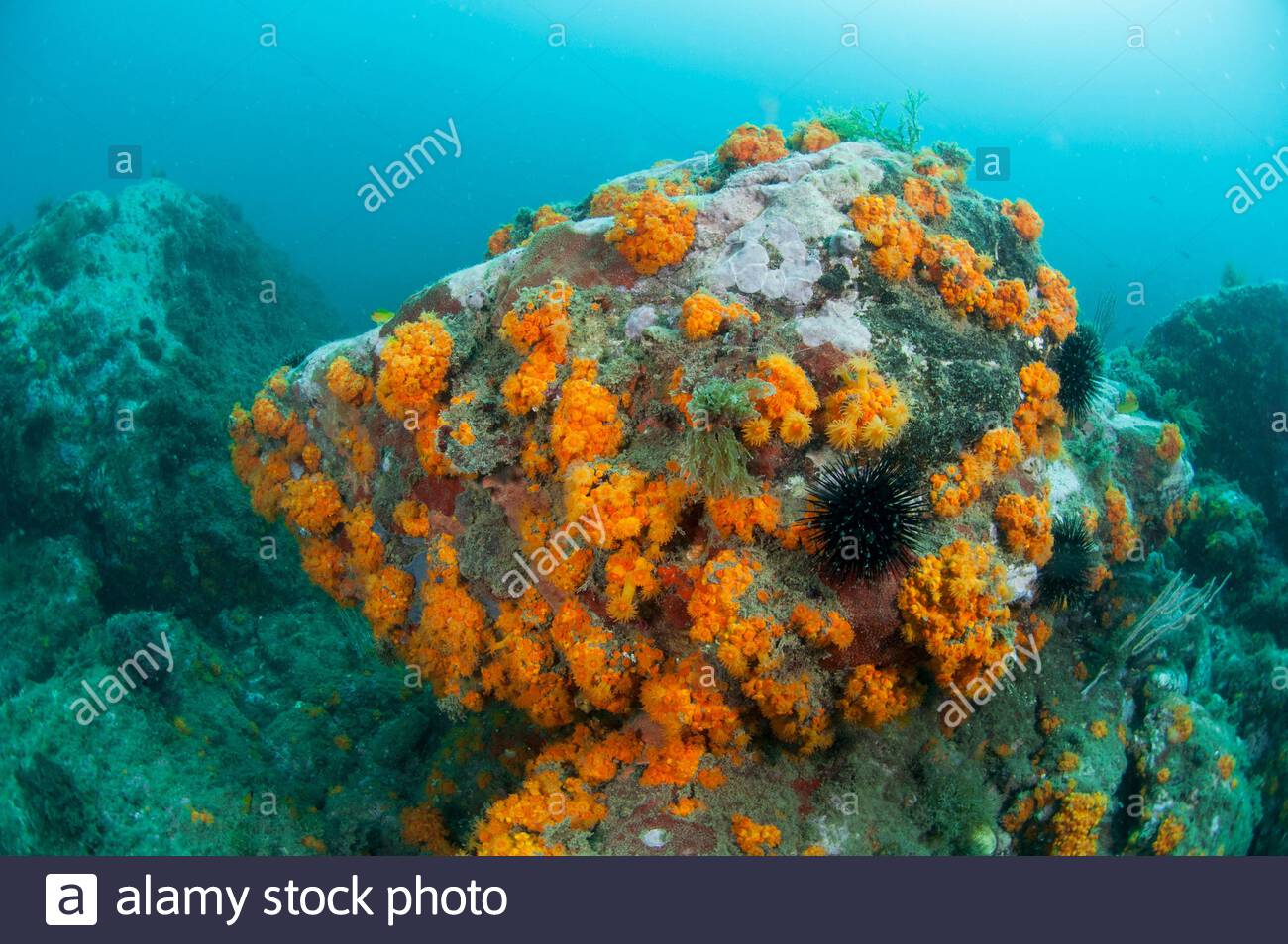 Astroides Calycularis High Resolution Stock Photography and Images - Alamy