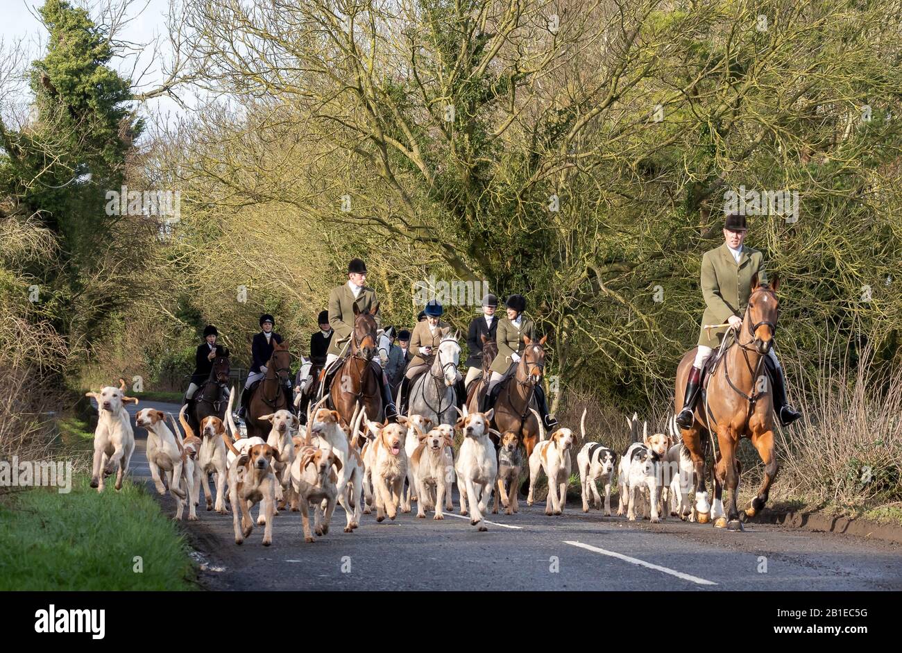 Pack hunting hi-res stock photography and images - Alamy
