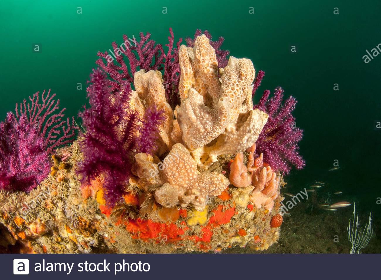 Clavata High Resolution Stock Photography and Images - Alamy