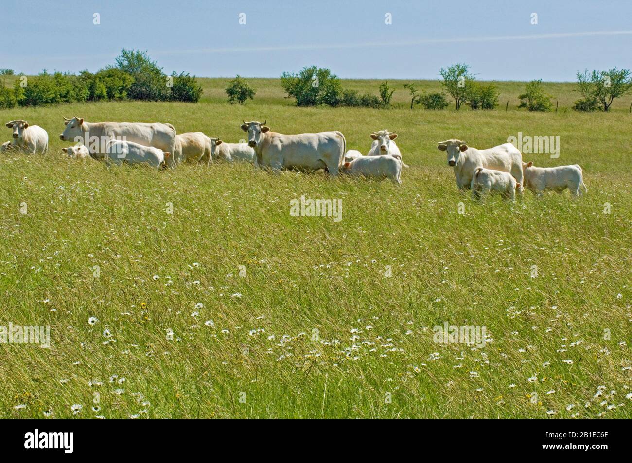 Adult charolais cow hi-res stock photography and images - Alamy