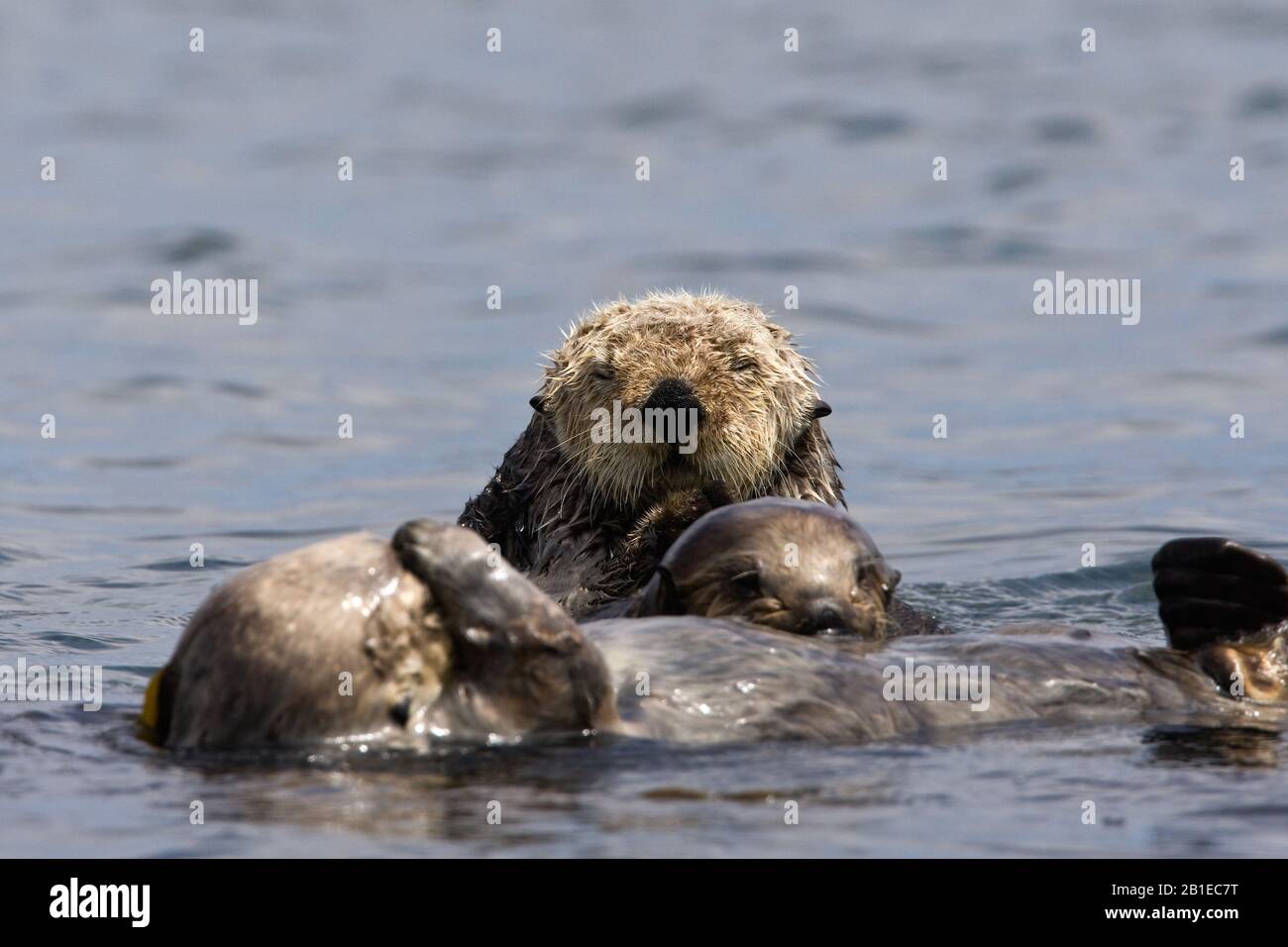 sea otter (Enhydra lutris), otter family at the water surface, USA ...
