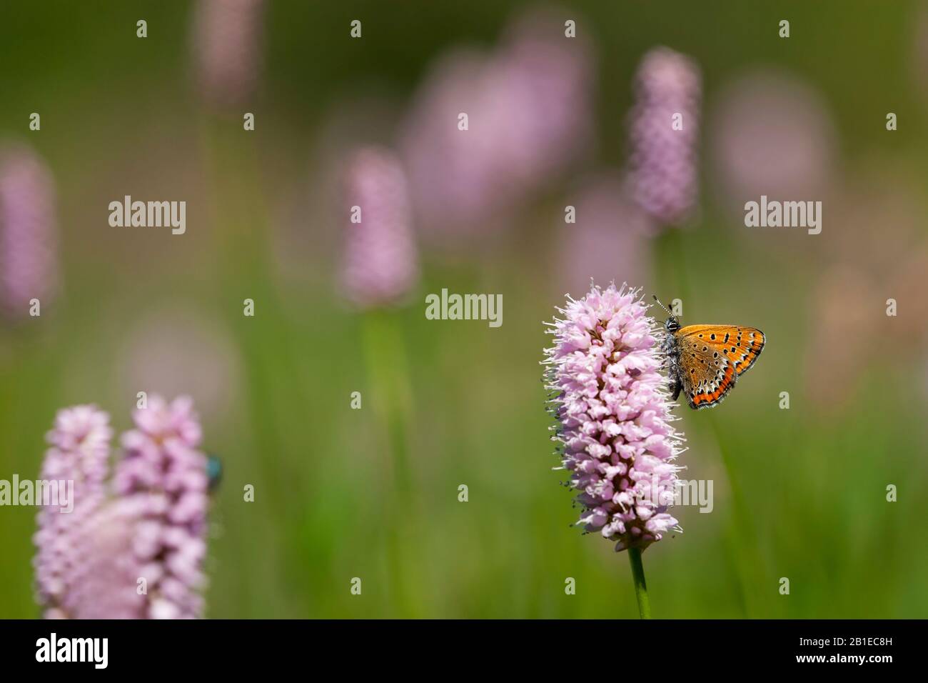 Violet Copper (Lycaena helle), at Bistorta officinalis, Germany, North ...