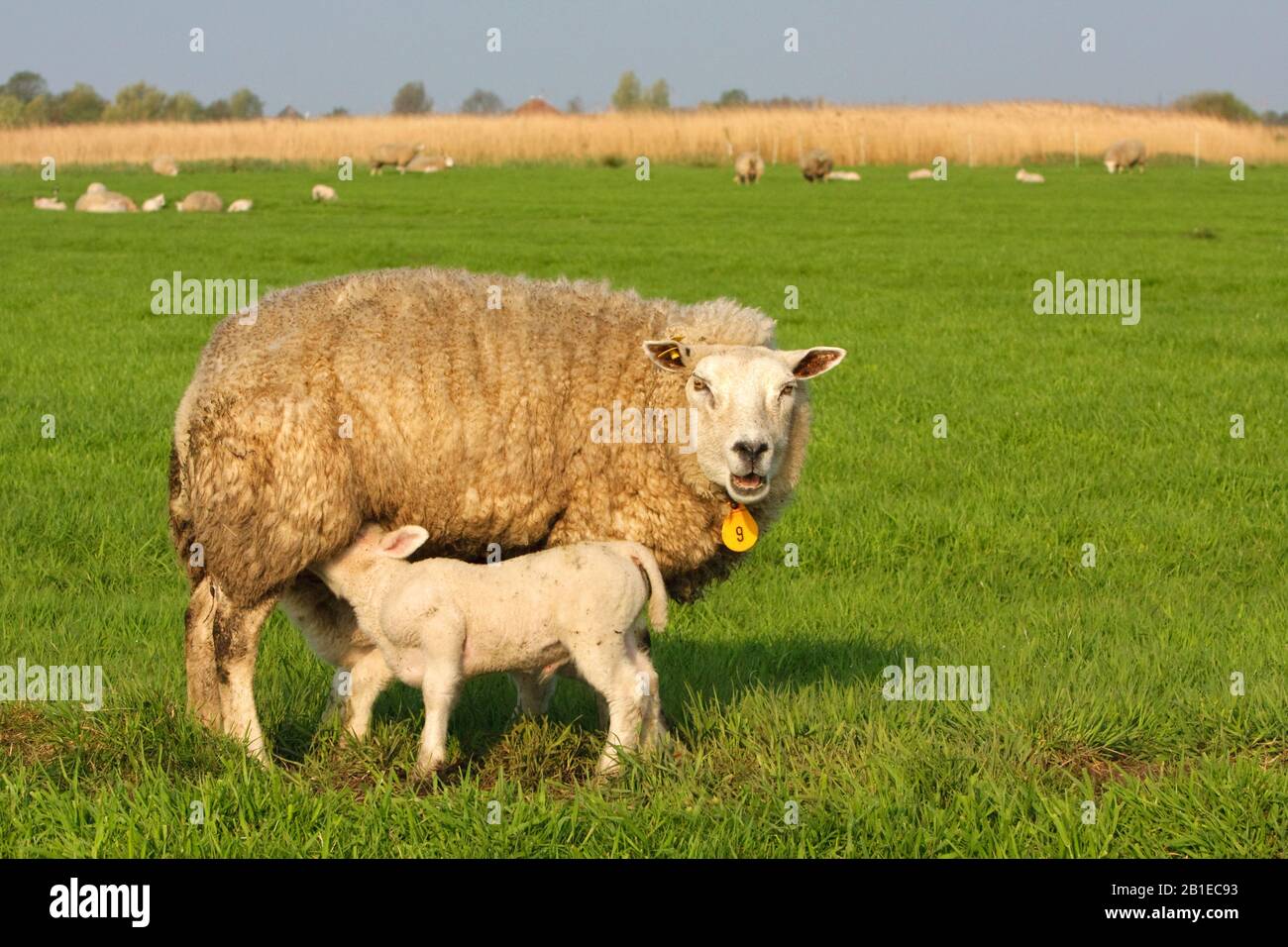 Ewe nurses hi-res stock photography and images - Alamy