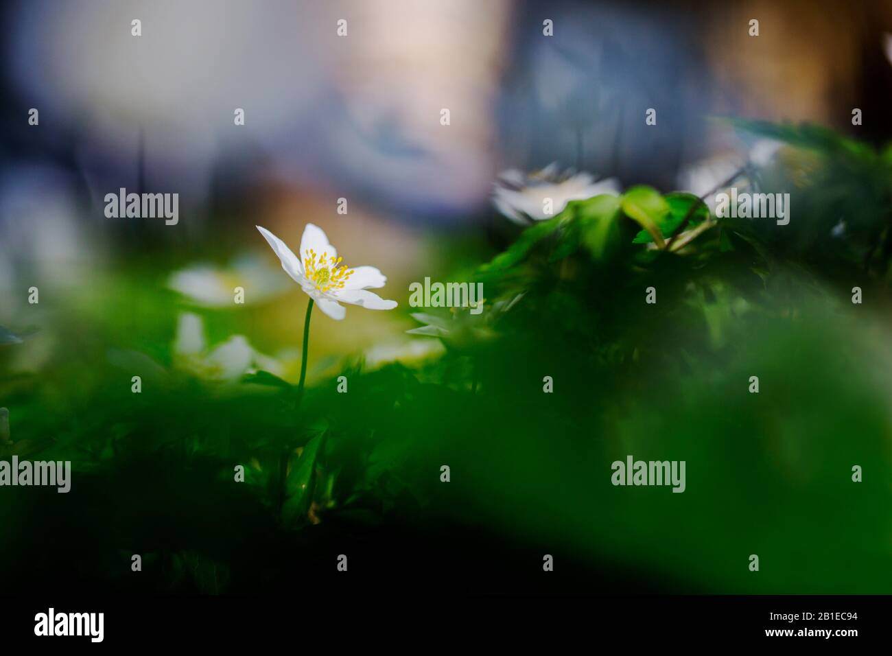 wood anemone (Anemone nemorosa), flower, Netherlands, Frisia Stock ...