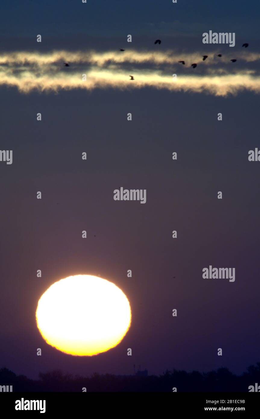 sunrise, Netherlands, Northern Netherlands, Nederhorst den Berg Stock ...