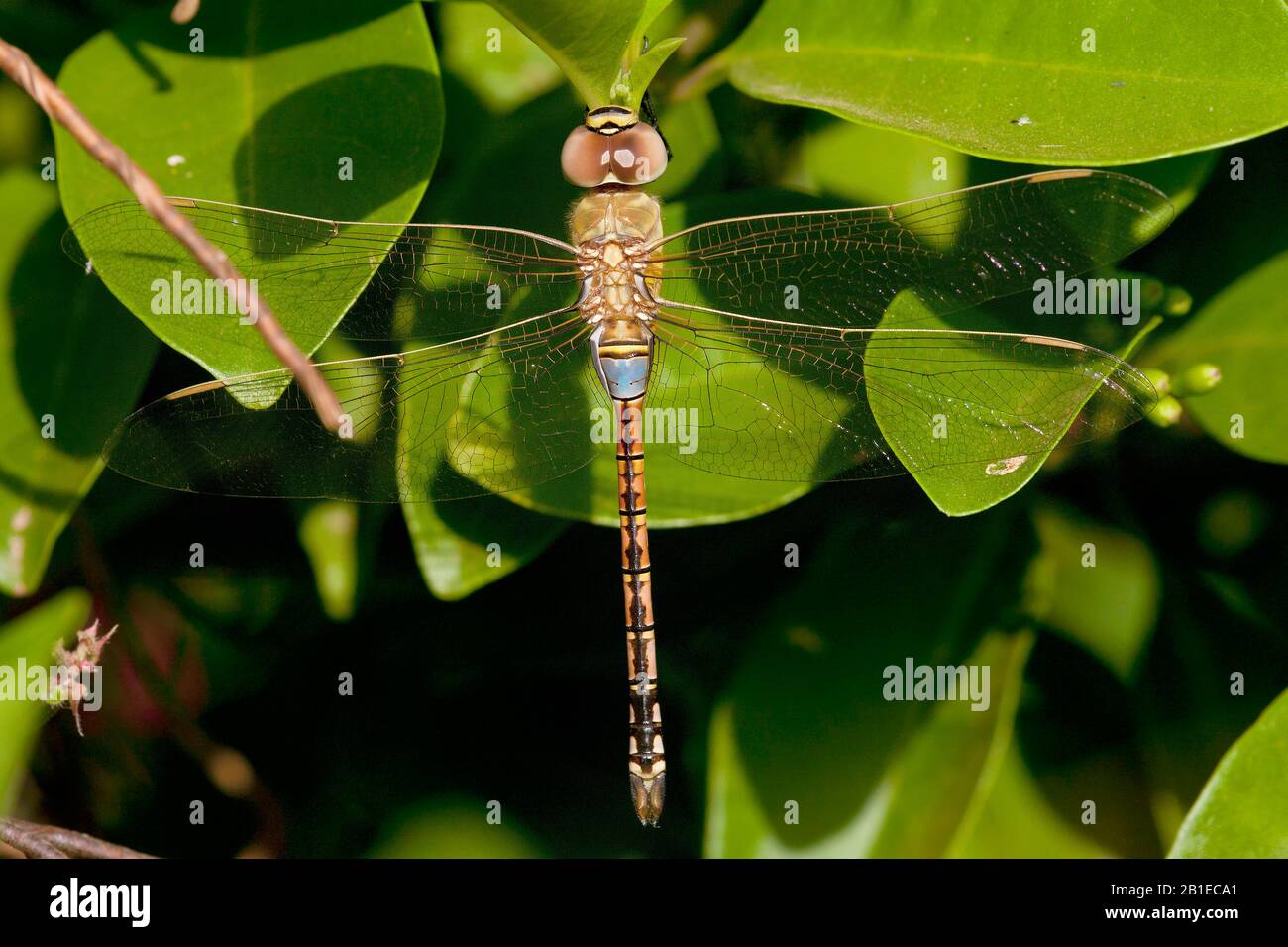 African dragonfly hi-res stock photography and images - Alamy
