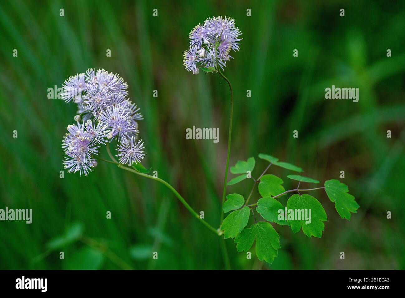 Greater meadow-rue, Columbine meadow-rue, French meadow-rue (Thalictrum ...