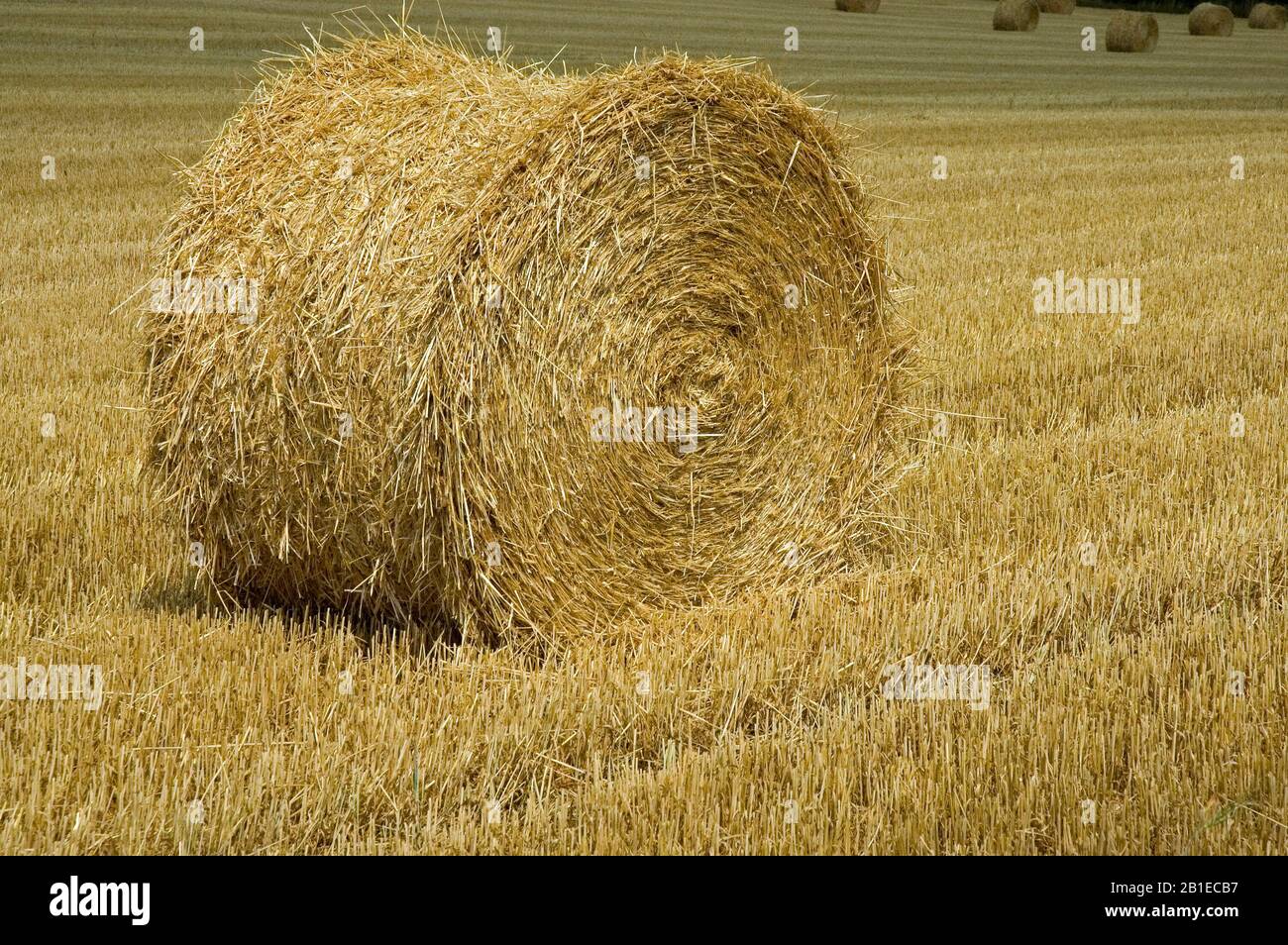 Round straw wheel in a harvested field Stock Photo - Alamy