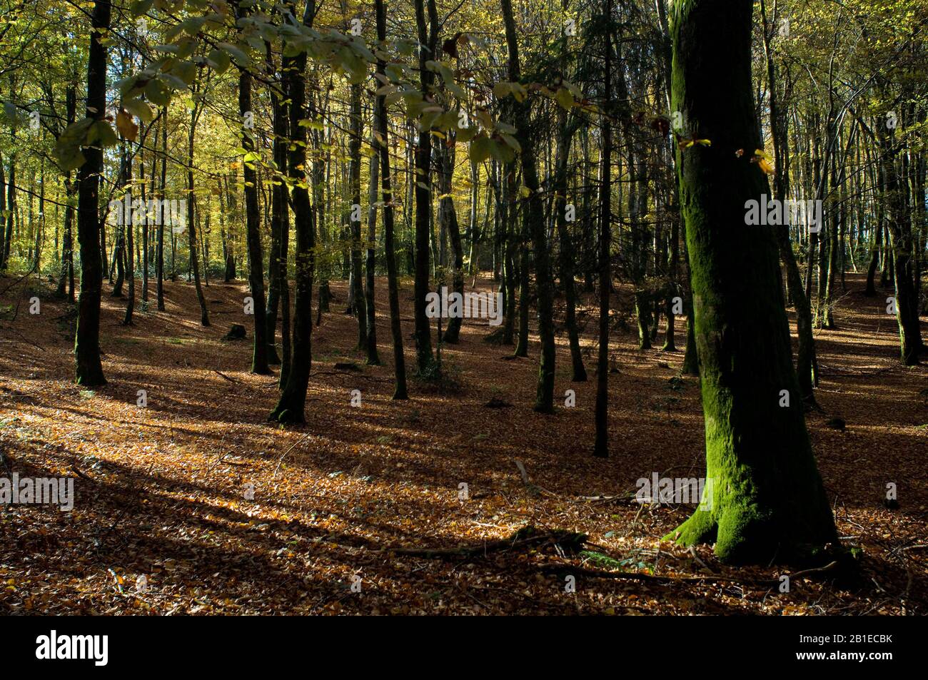Forest in autumn, Morvan Regional Park, Nievre, France Stock Photo - Alamy