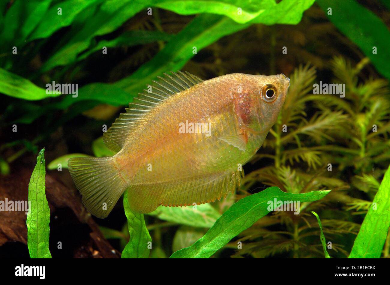Dwarf gourami (Trichogaster lalius) female Stock Photo - Alamy