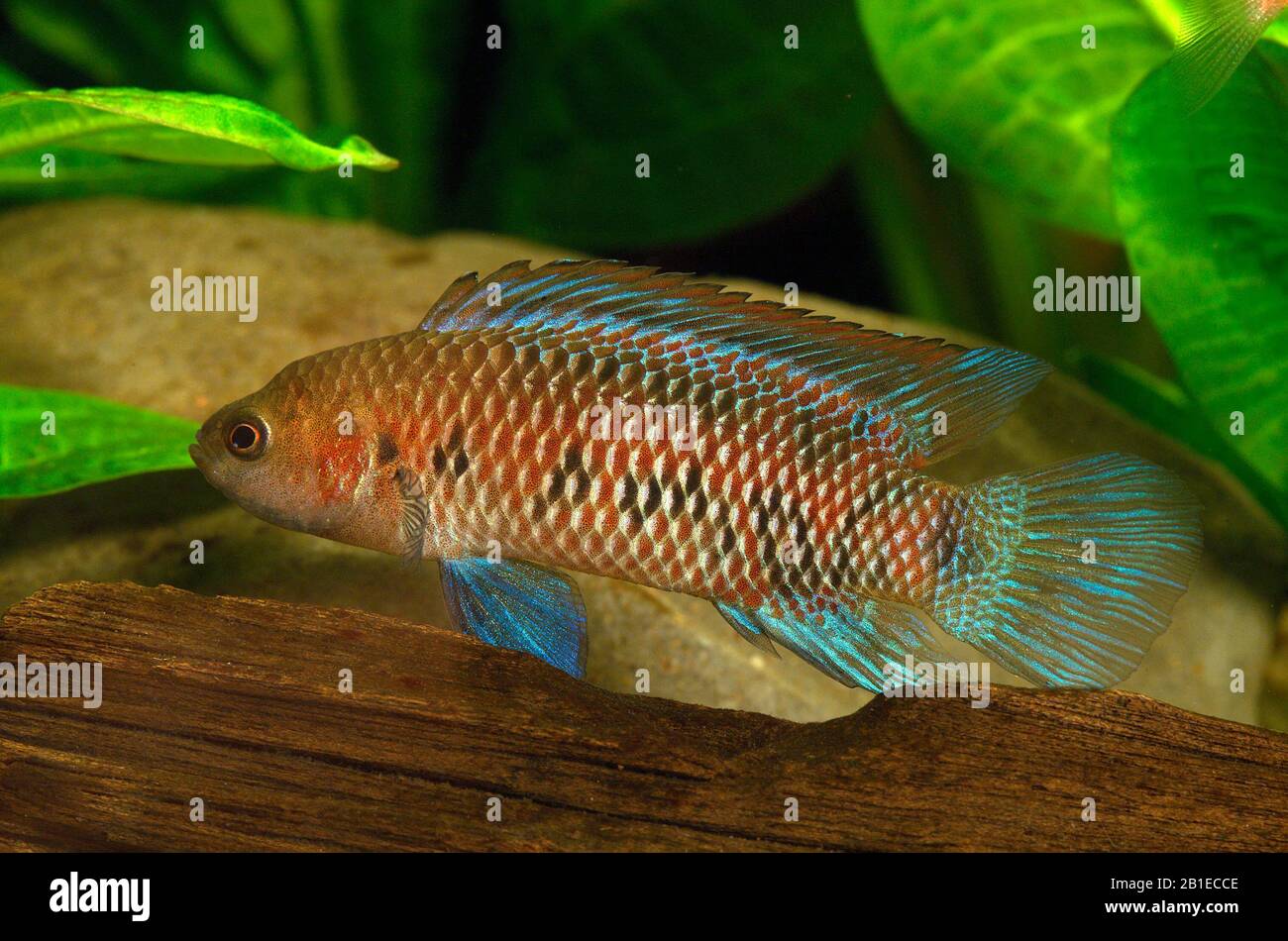Badis fish hi-res stock photography and images - Alamy