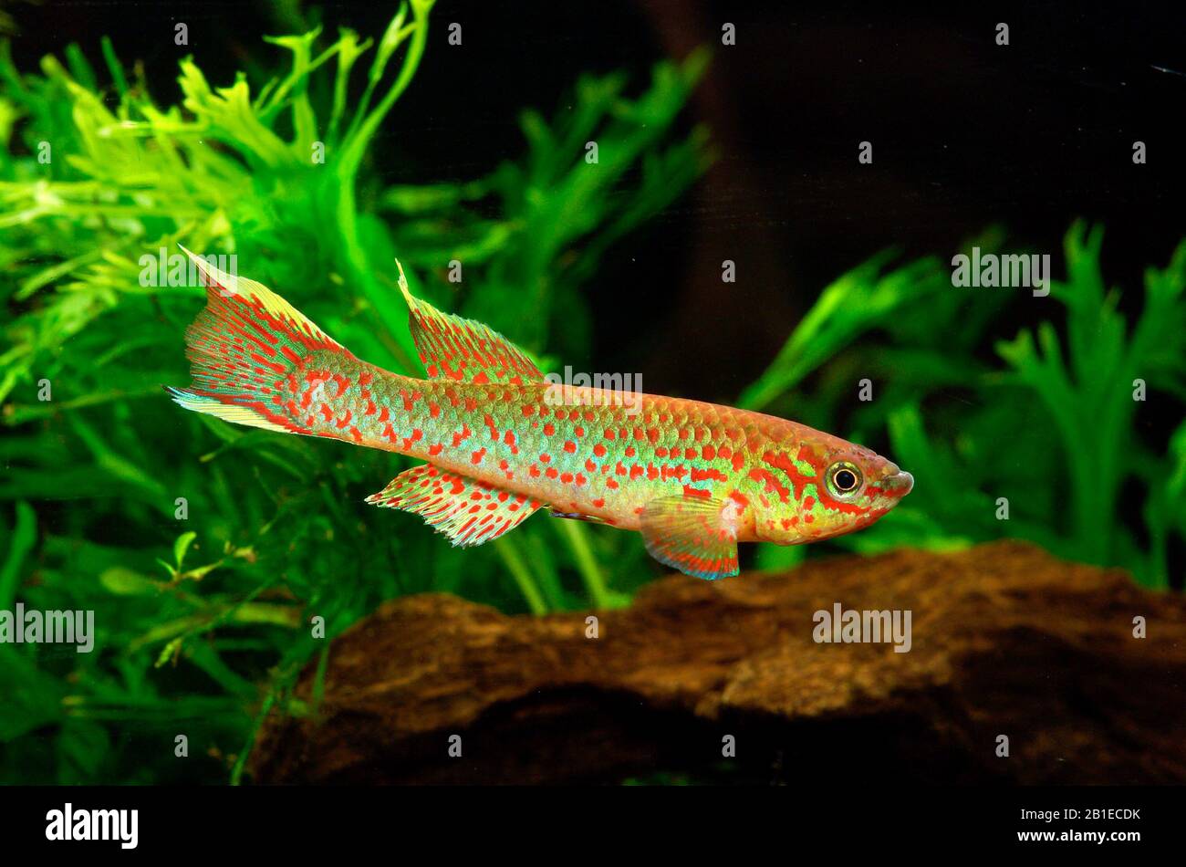 Blue lyretail (Fundulopanchax gardneri), male Stock Photo - Alamy