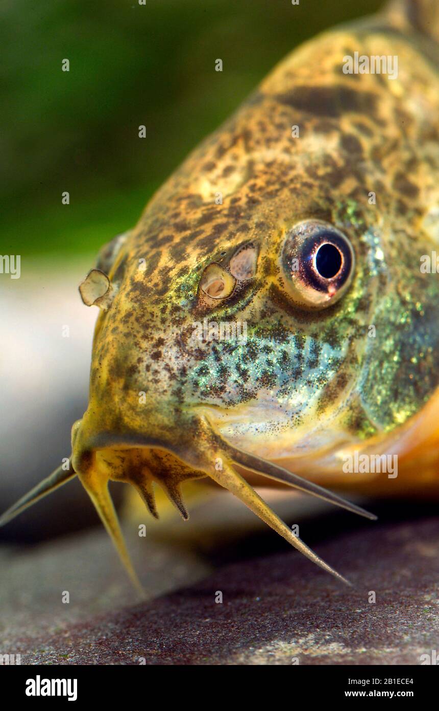 Corydoras paleatus hi-res stock photography and images - Alamy