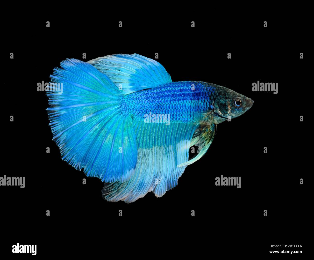 Betta fish siamese fighting fish hi-res stock photography and images ...