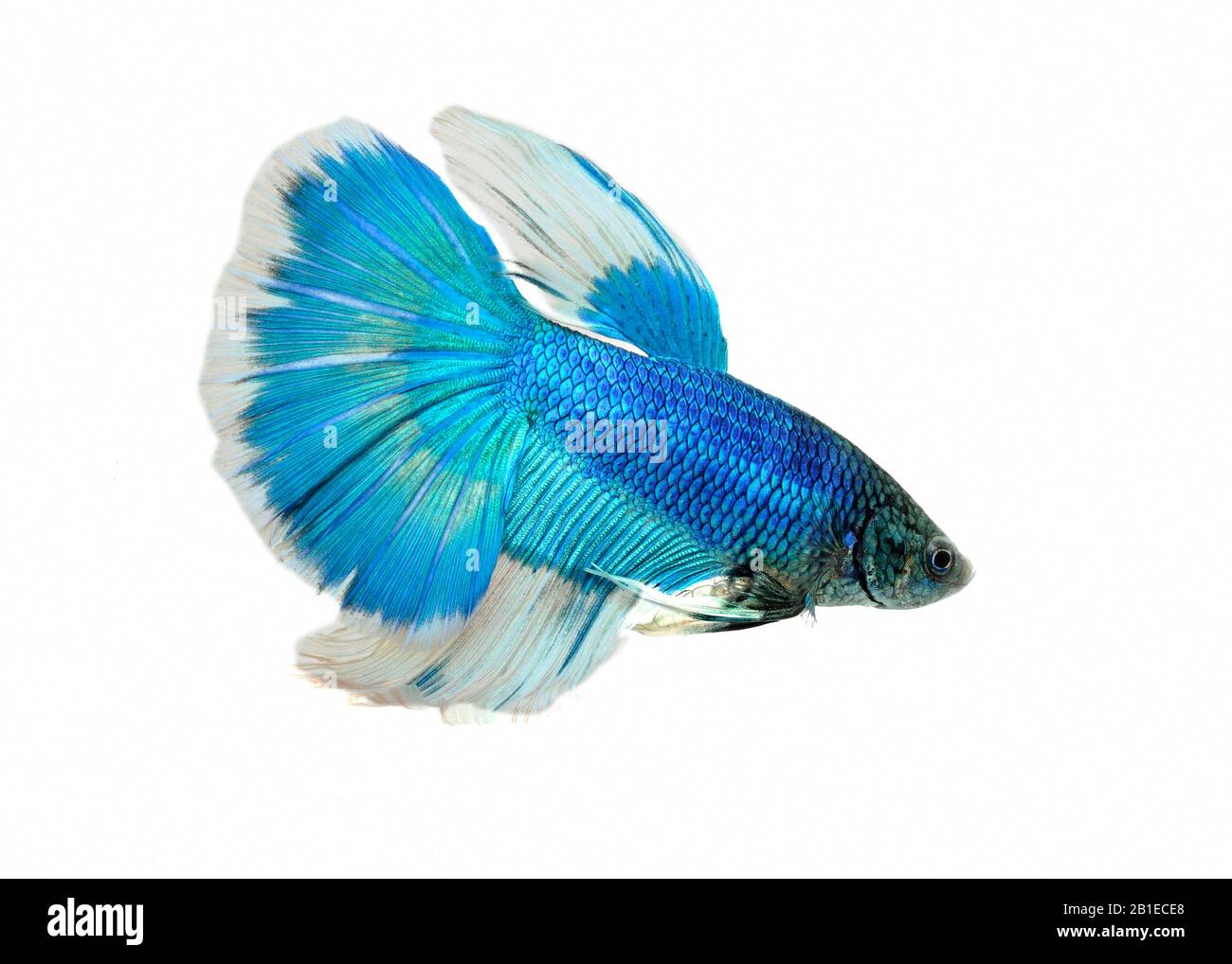 Blue siamese fighting fish hi-res stock photography and images - Alamy
