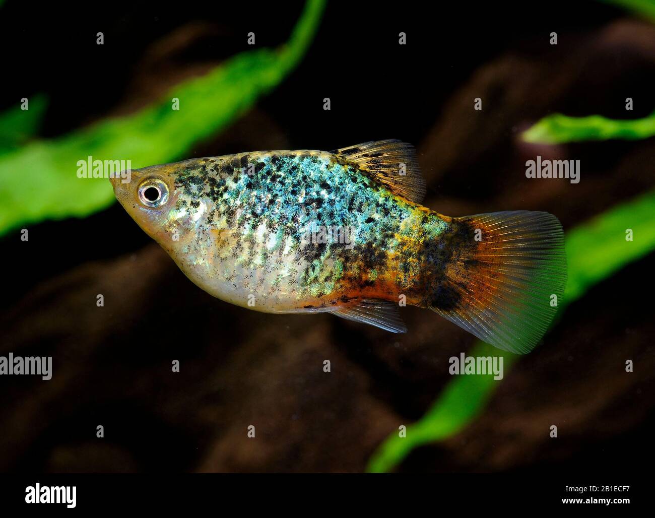 Mickey Mouse Platy Female