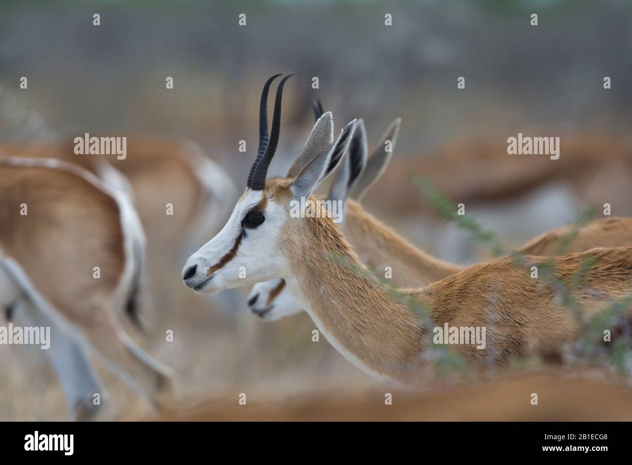 Springbok side on hi-res stock photography and images - Alamy