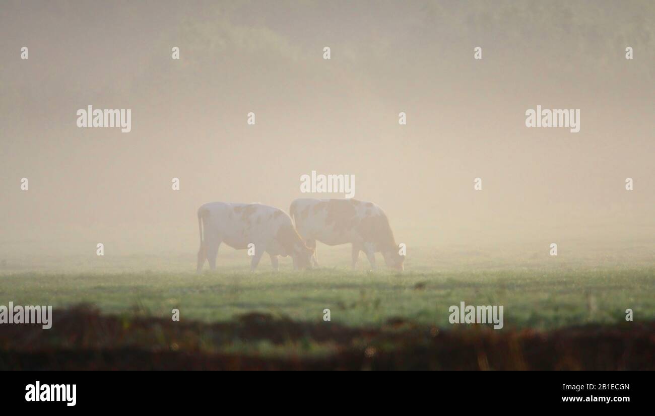 Misty morning with cows hi-res stock photography and images - Alamy