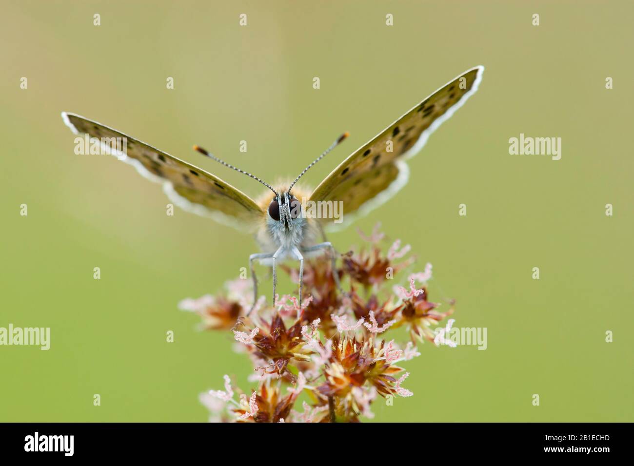 sooty copper (Heodes tityrus, Loweia tityrus, Loweia tityrus, Lycaena ...
