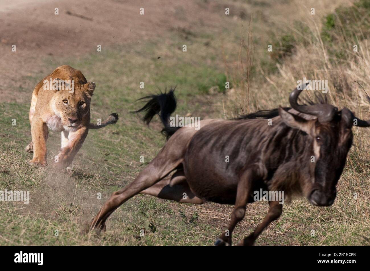 Male Lion Chasing Prey