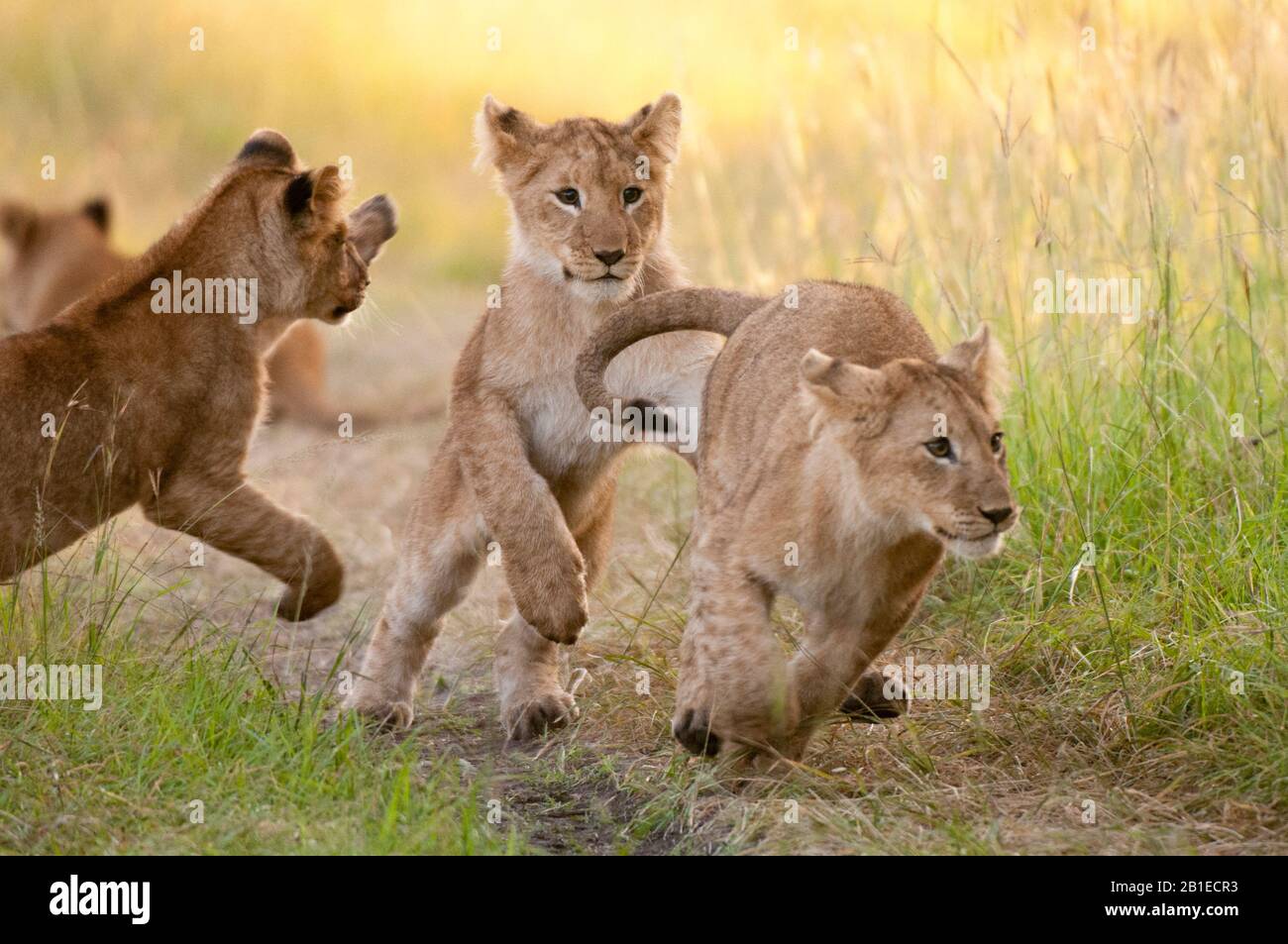 Lion cubs (Panthera leo), Masai Mara, Kenya Stock Photo - Alamy