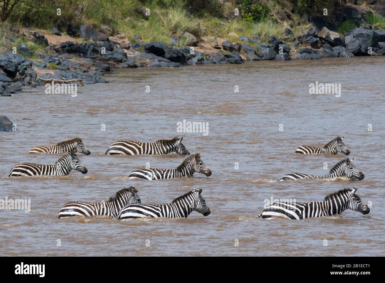 Grant's zebras, Equus quagga boehmi, crossing the Mara river, one of ...