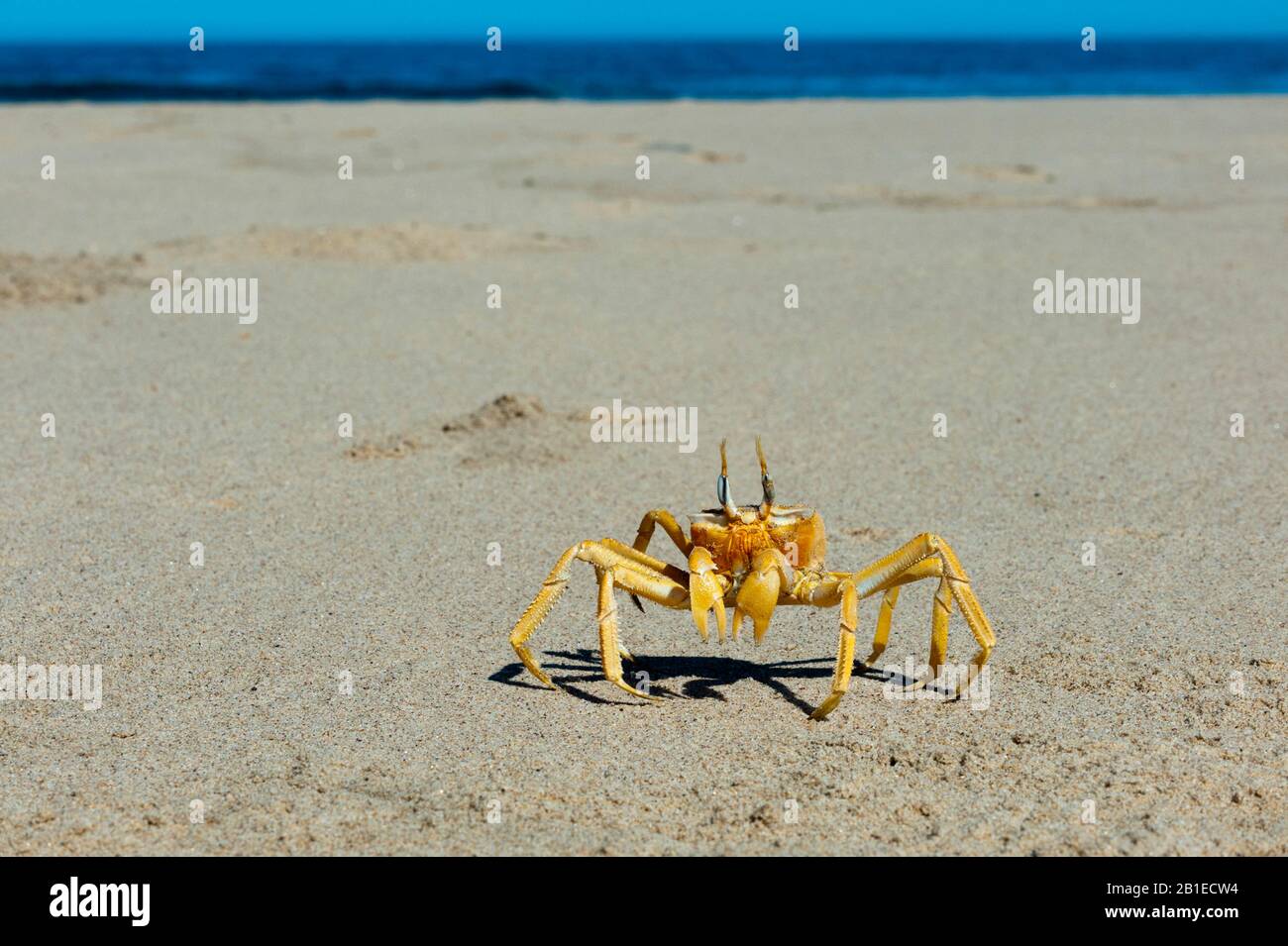 Ghost crab (Ocypode cursor), Skeleton Coast National Park, Namibia ...