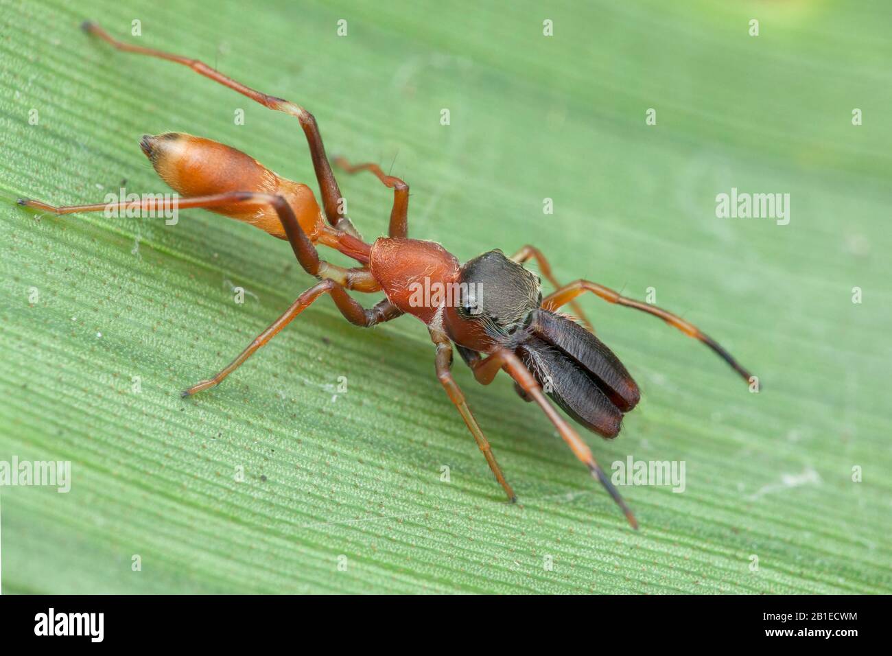 Salticidae ; Ant mimic Jumping Spider ; A jumping spider that ...