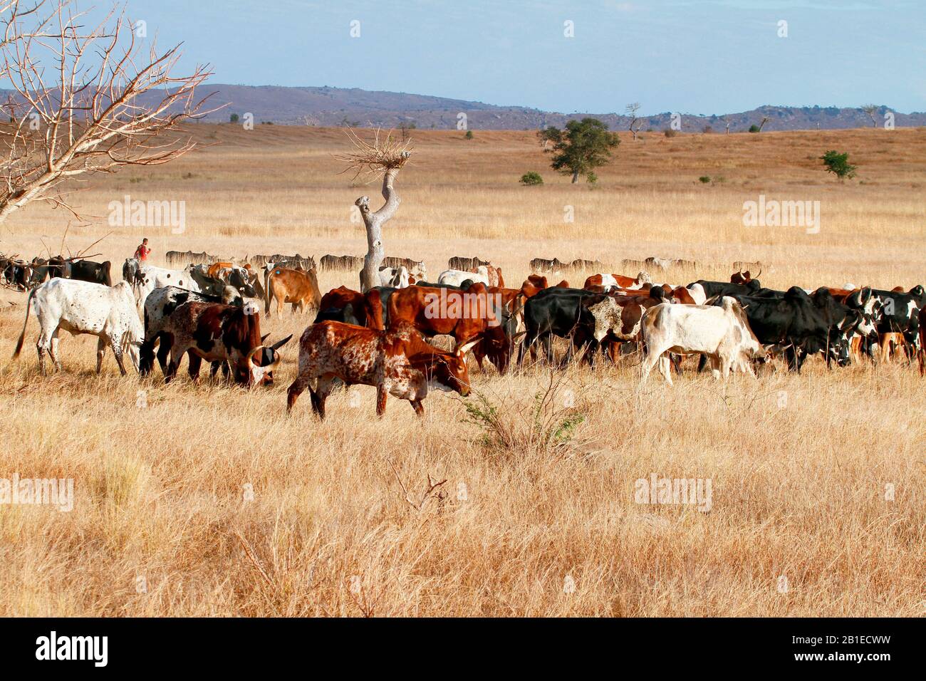 Herd of zebu grazing on the plateau of Horombe, zebus are the wealth of ...